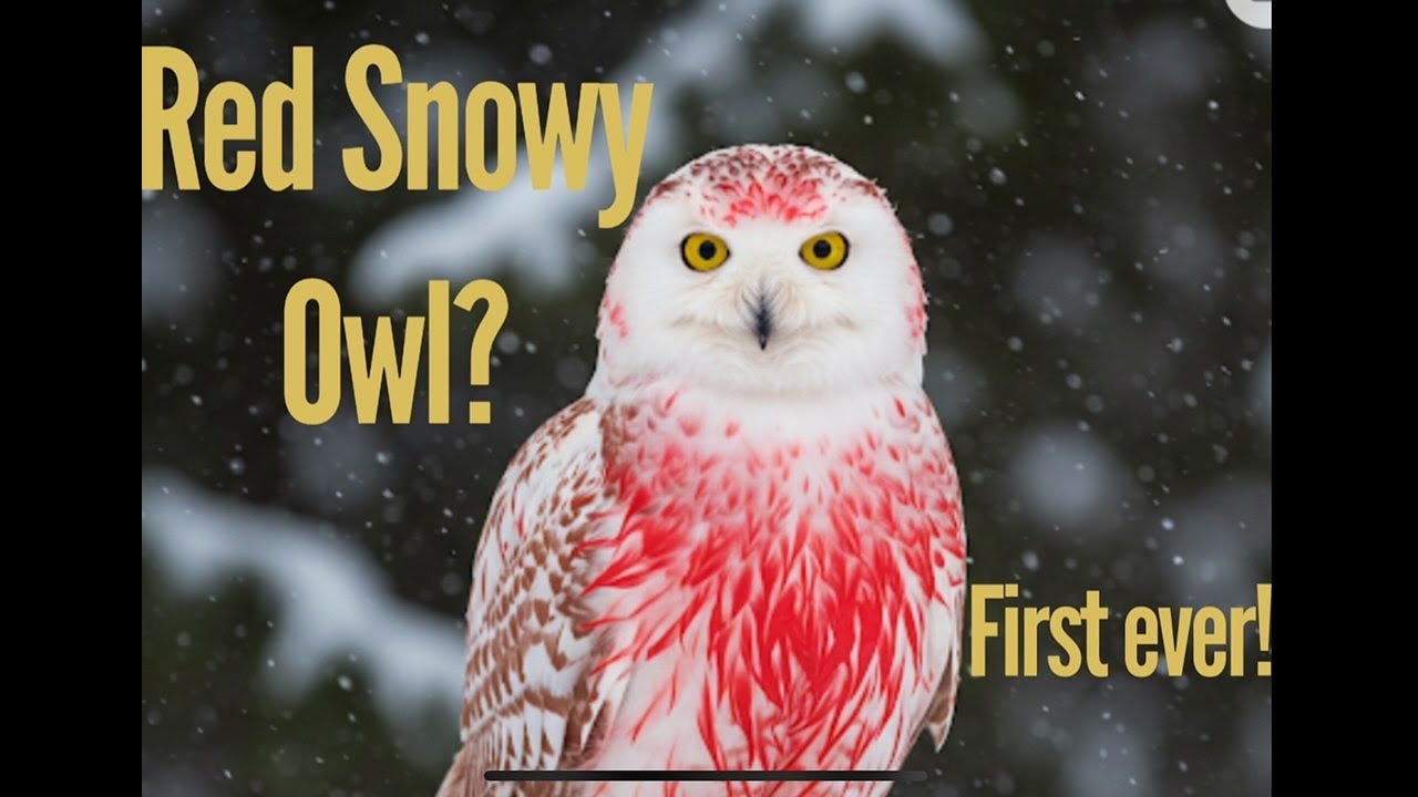 Ep. #1: Red Snowy Owl Discovered, The Experts Are Wrong? - YouTube