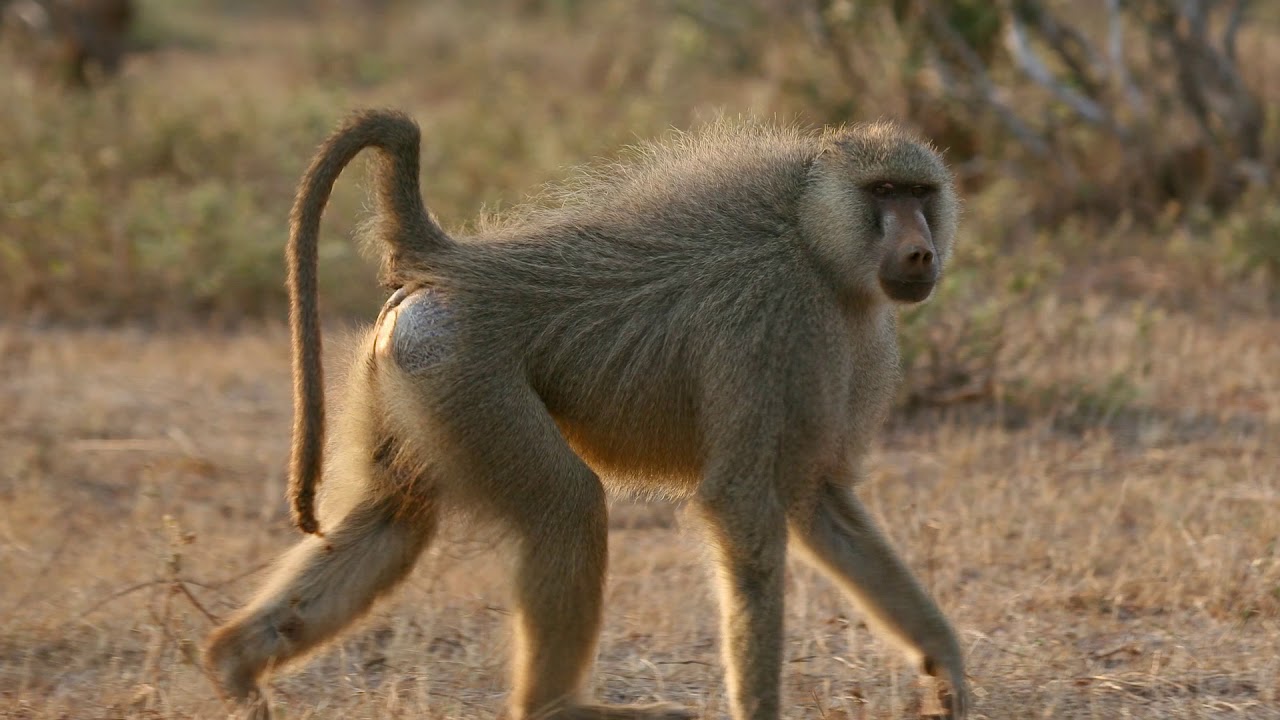 WWN John Mackay But Monkeys Don't Cry Trailer 5 15 17 - YouTube