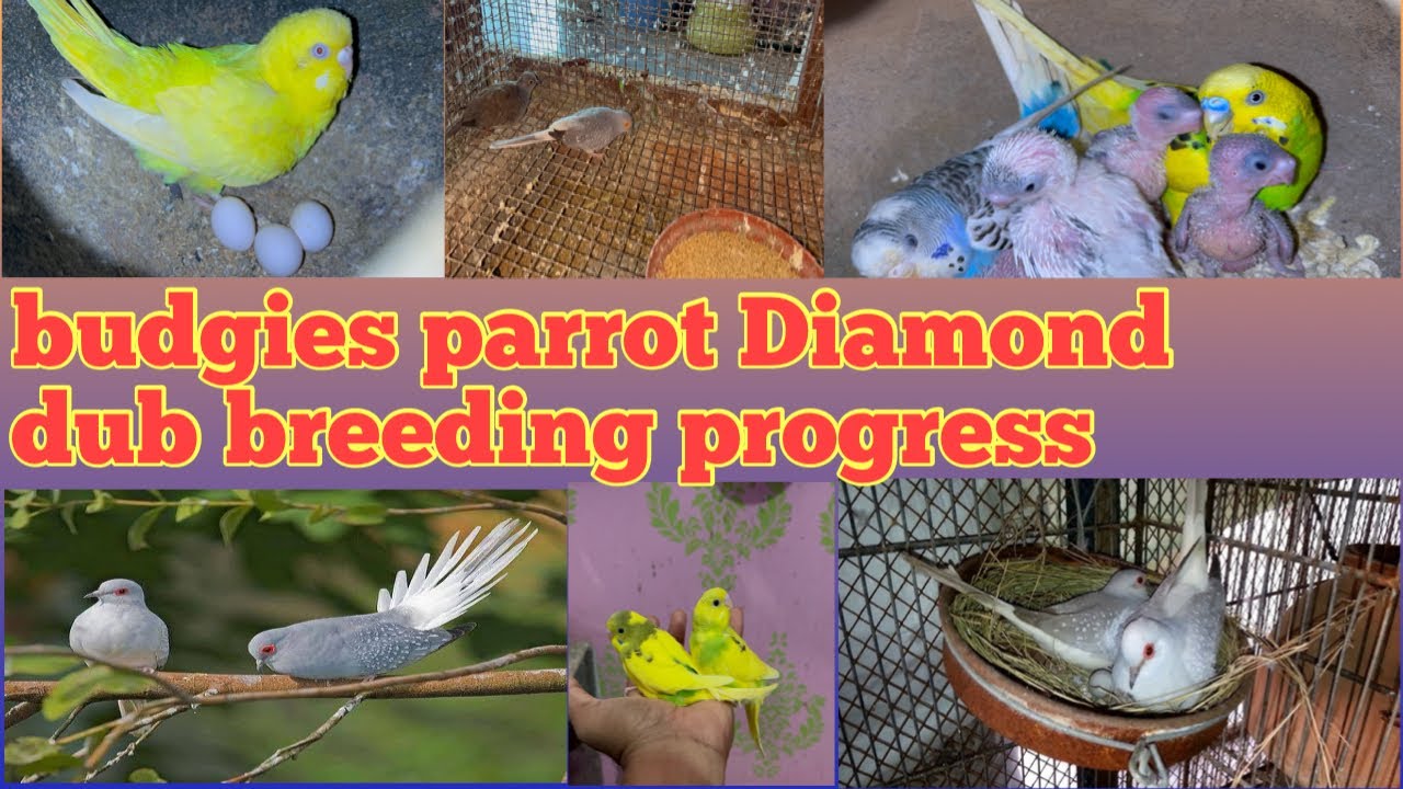 budgies parrot Diamond dub breeding progress#birds #budgis #parrot # ...