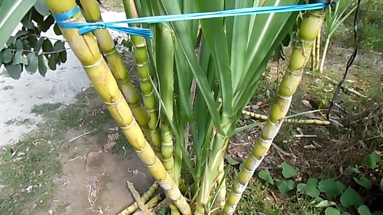 Tanaman Tebu Hijau - YouTube