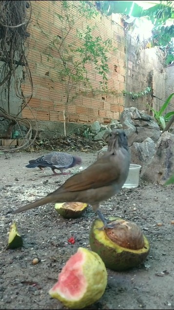 Ela Sabiá que eu tava Filmando #birds #aves - YouTube