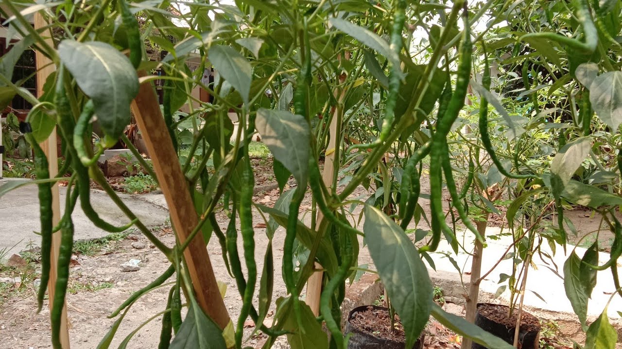 Cara (tips) tanam cabe dalam polybag 2(teknik pruning) - YouTube