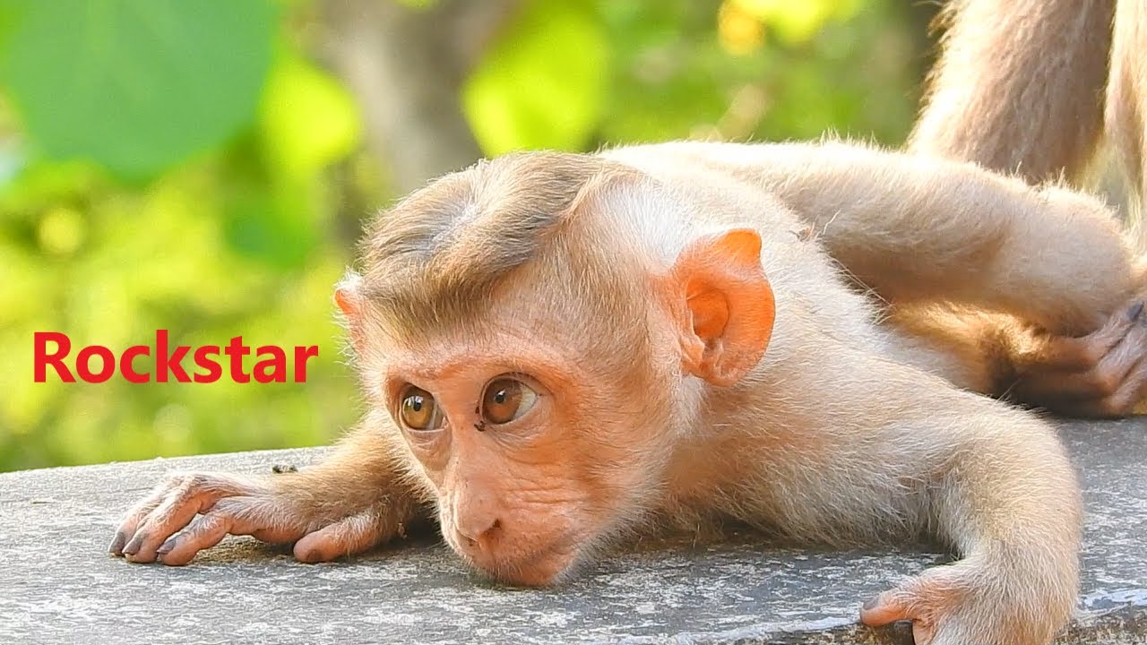 Monkey mother Rozy and child son Rockstar face sad because she is hungry - YouTube