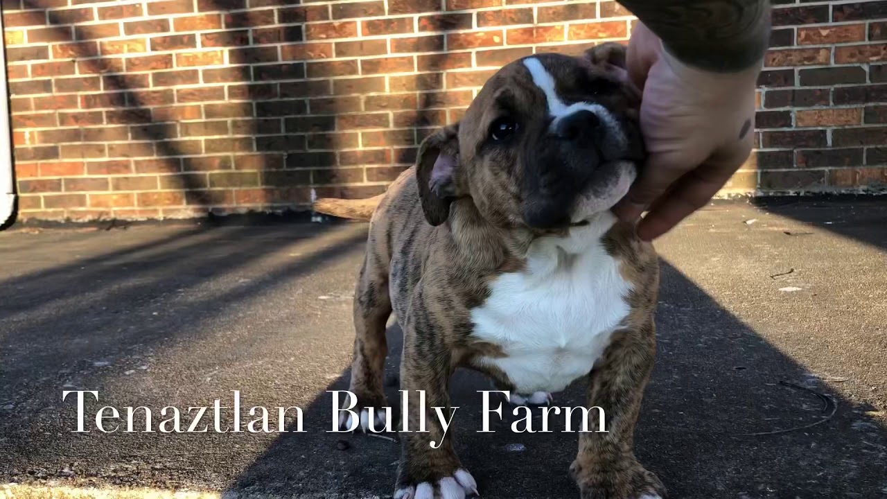 Brindle Pocket Bully Puppy at Ruben Lefebvre blog