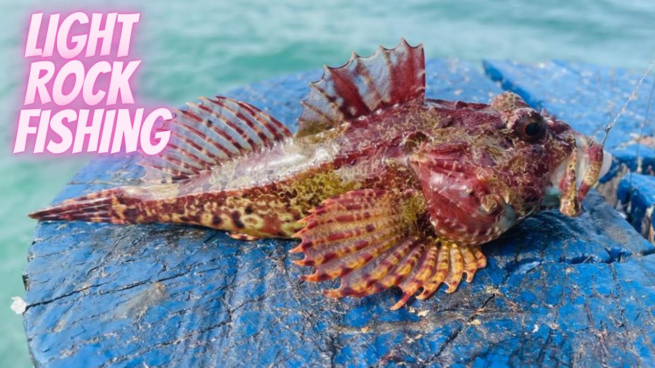 Pier Fishing - LRF - mini species - YouTube