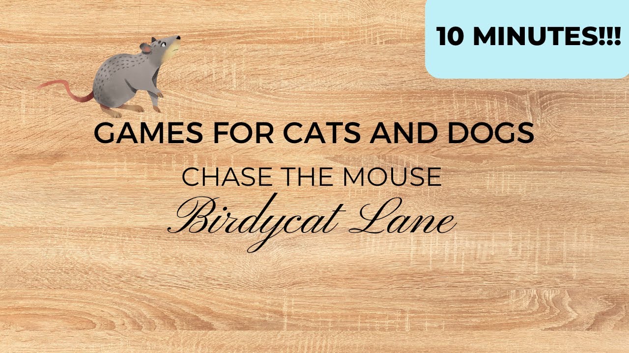 CHASE THE MOUSE 4 - Games for cats - Birdycat Lane - YouTube