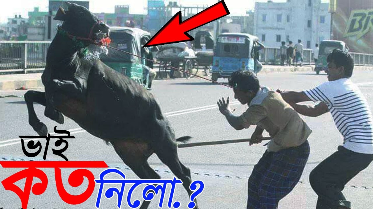 BHAI KOTO NILO? GORUR HAT PRICE -Gabtoli Gorur Haat 2019 - YouTube