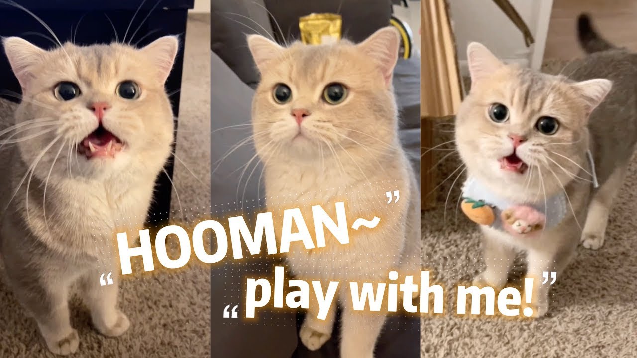 How's it like to have a Talktive Cat? Cash's meow talk COMPILATION 02 ...