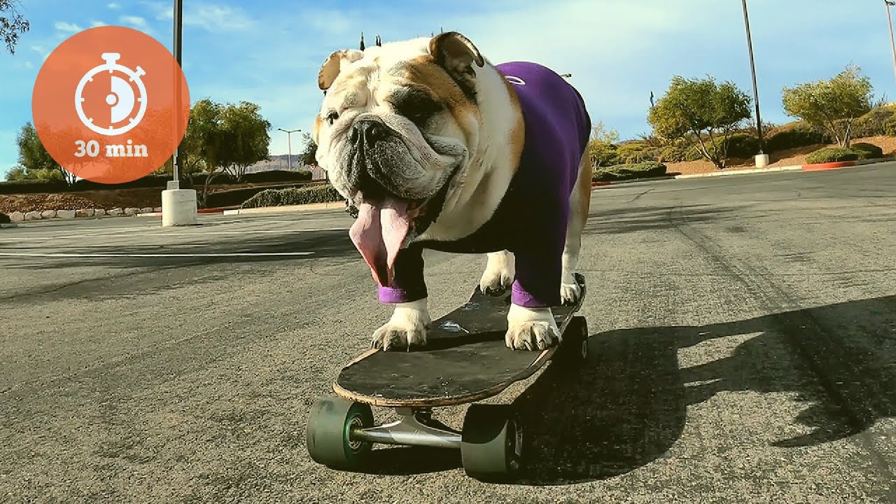 Funniest Animals - Awesome Funny Animals' Life Videos 😁 - Cutest ...