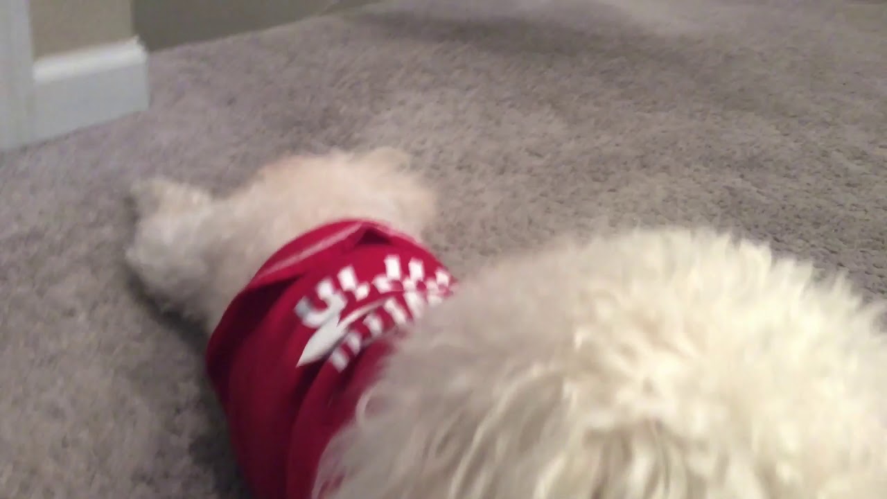 sword doggo - YouTube