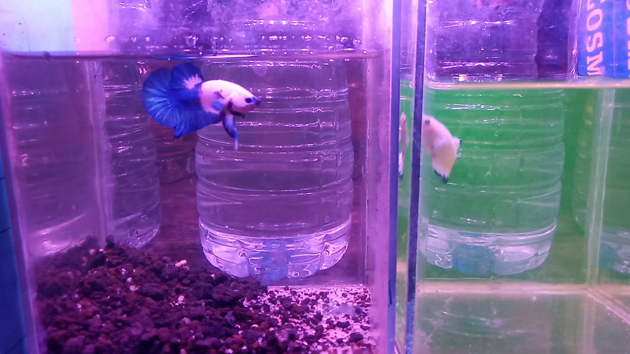 Cupang Male Blue Panda & Female Blue Rim - YouTube