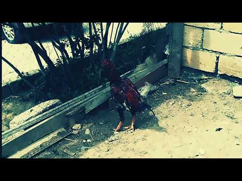 Fight Cock. (  Döyüş xoruzu )