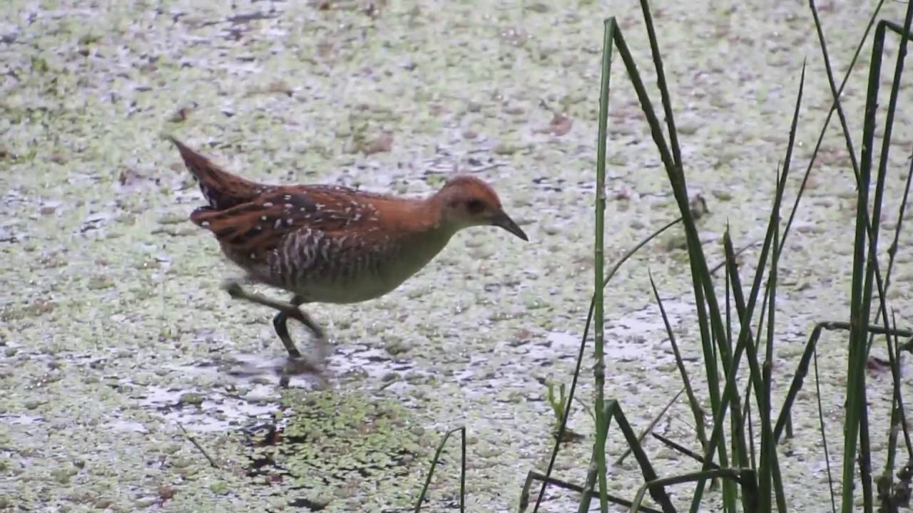 NZ Marsh Crake at four weeks-old - YouTube