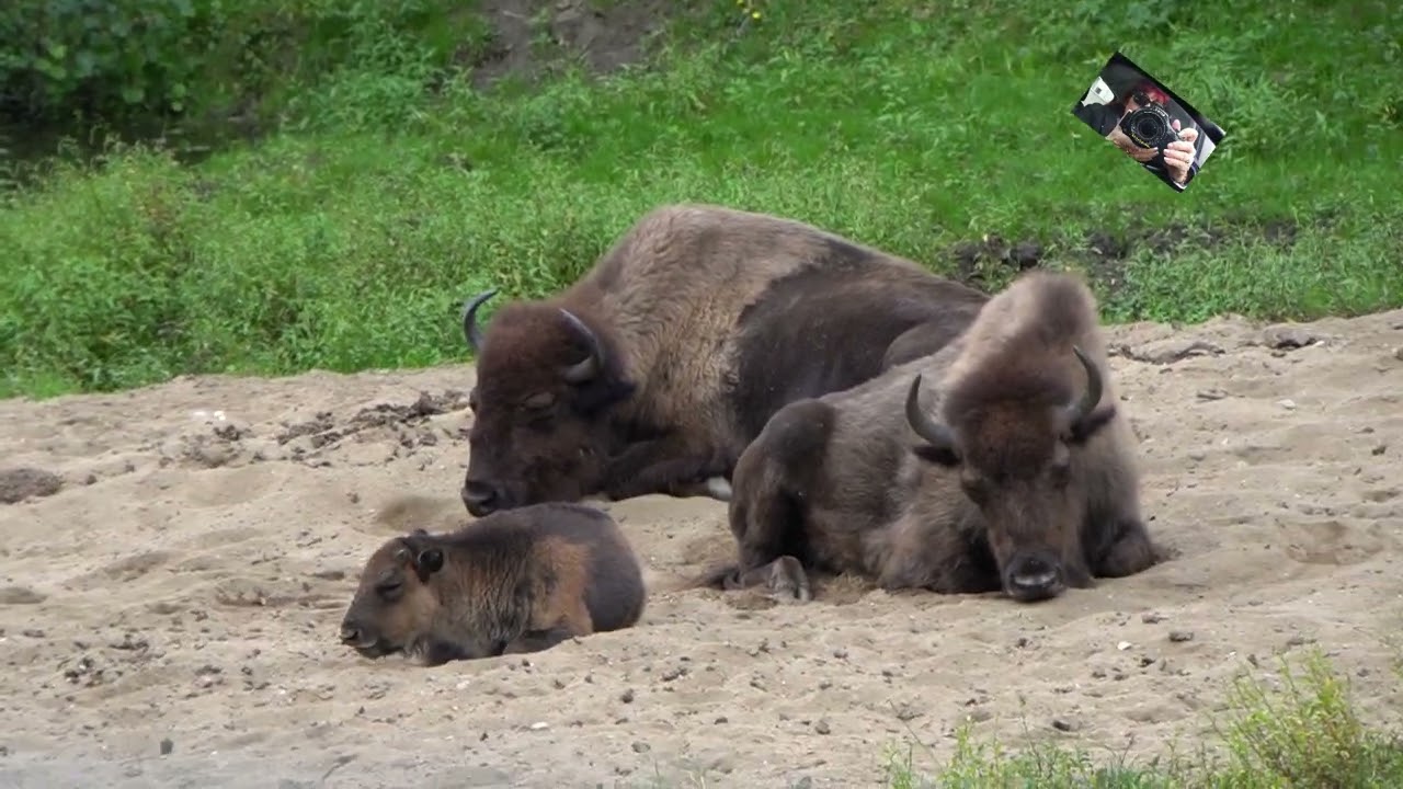 Le Bison d'Amérique et les bains de terre - Safari de Peaugres ...
