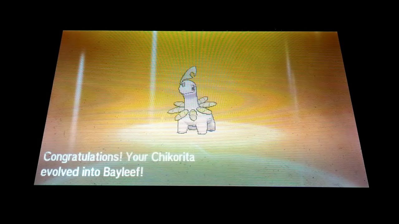 Shiny Chikorita evolves into a Shiny Bayleef - YouTube