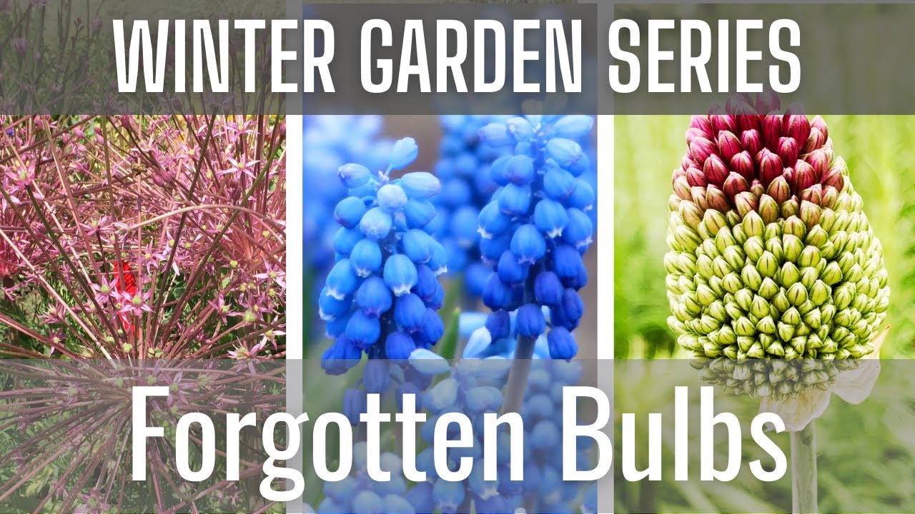 WINTER Garden Series - Forgotten Bulbs | Planting Allium & Muscari ...