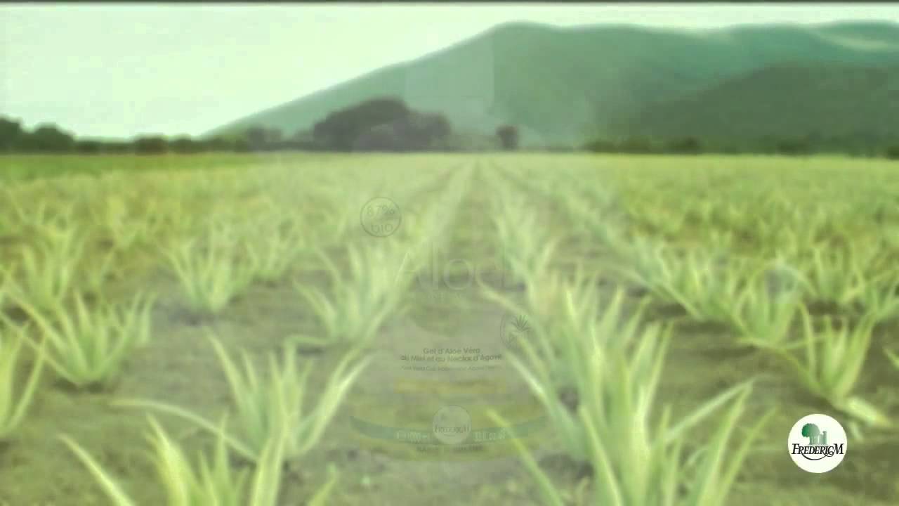 Gel d'Aloe Vera à Boire ALOEL - YouTube