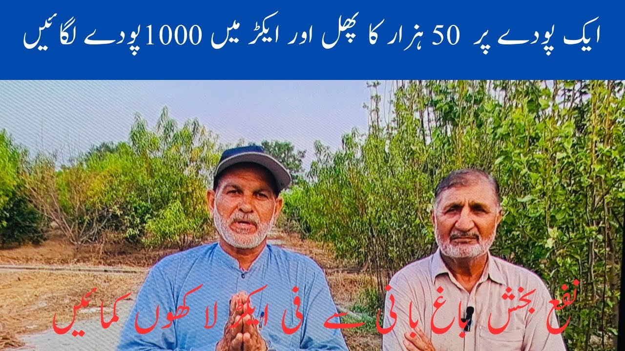 Unique farming in punjab Pakistan | ایک پودے پر 50 ہزار کا پھل اور ایکڑ ...