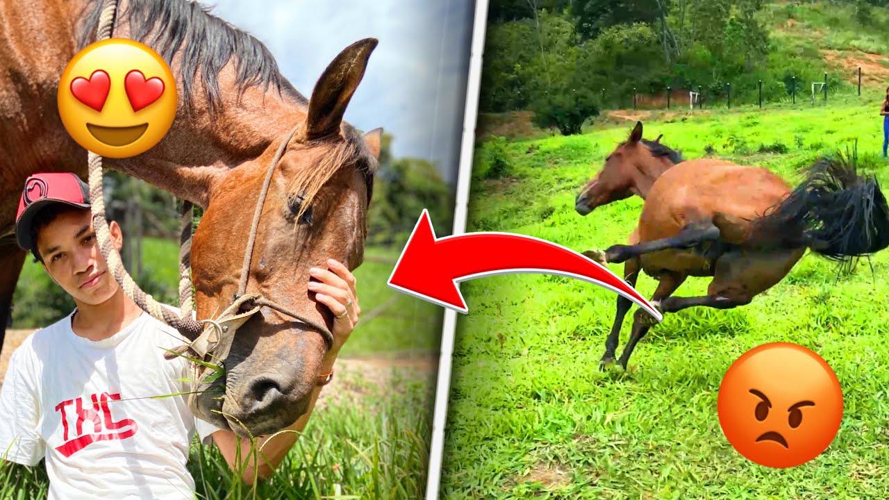 CONEXÃO COM SEU CAVALO *você tem uma boa conexão?* - YouTube