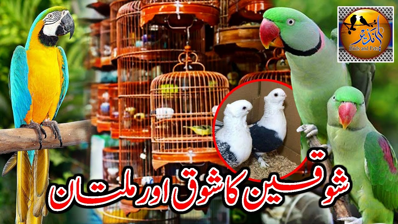 Friday Birds Market up to date - YouTube