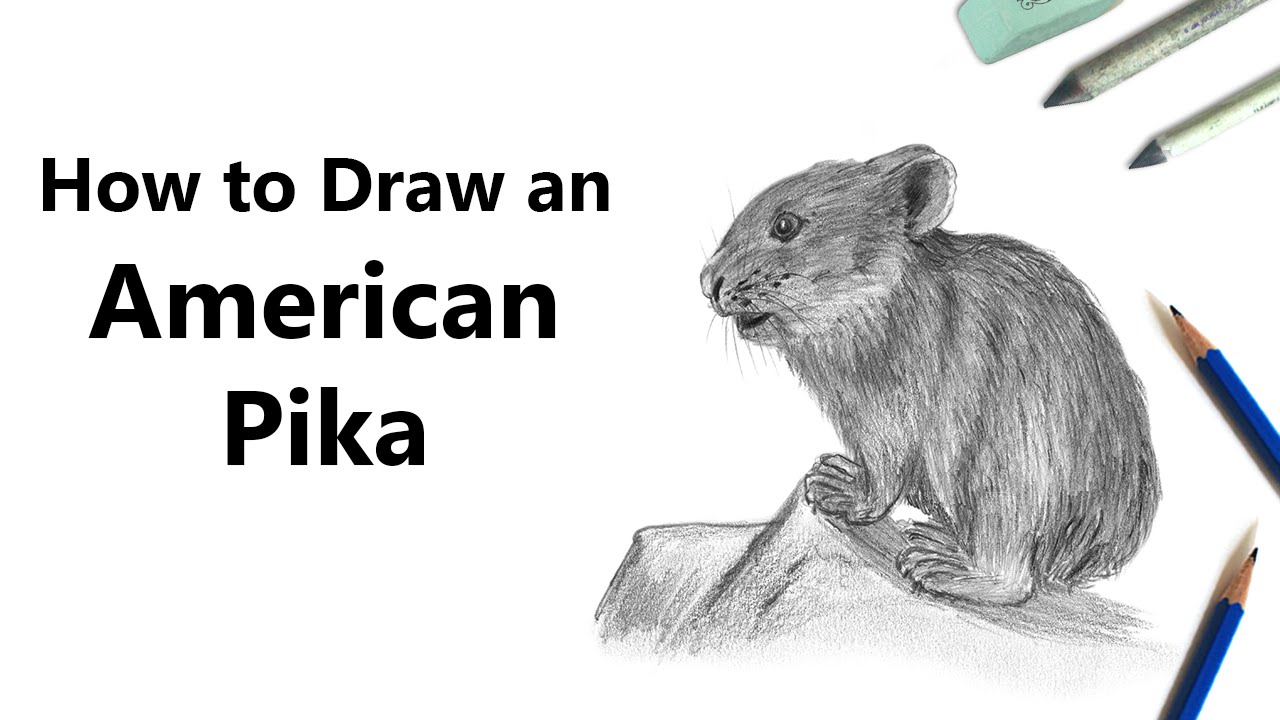 How to Draw an American pika with Pencils [Time Lapse] - YouTube