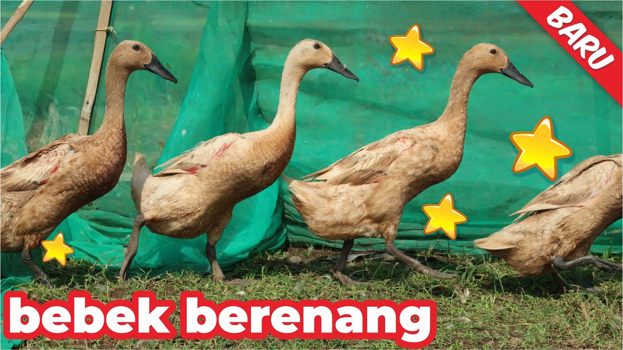 Bebek Berenang , Potong Bebek Angsa , Bebek Asli Berenang di Sungai ...