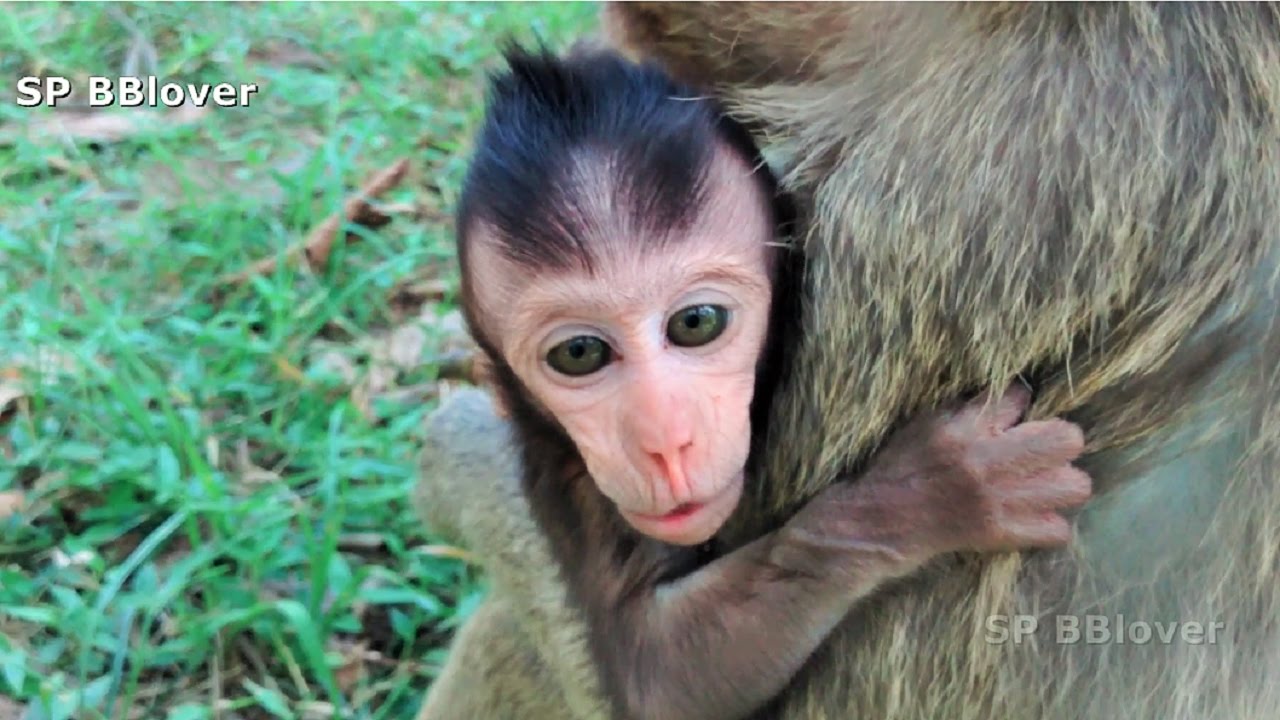 Baby Monkey Cry Because Older Monkey Catch - SP BBlover - YouTube