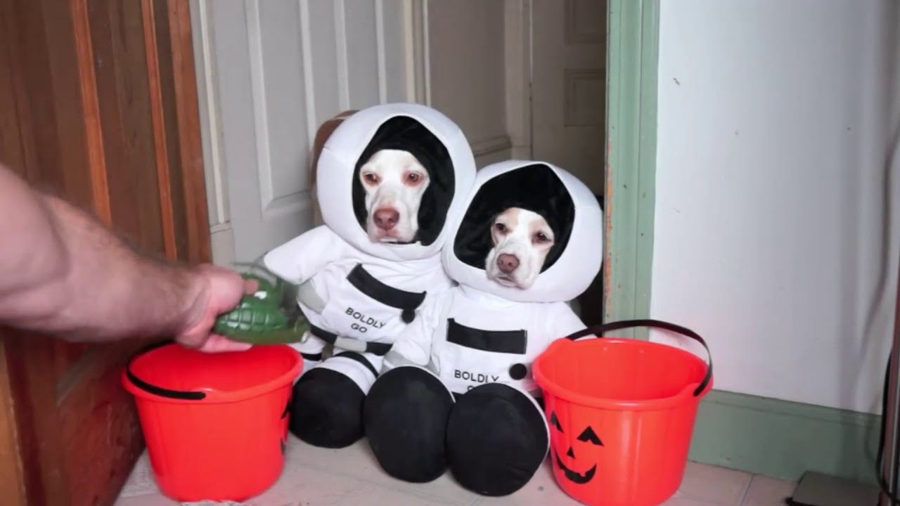 Dog Maymo RYTP - YouTube