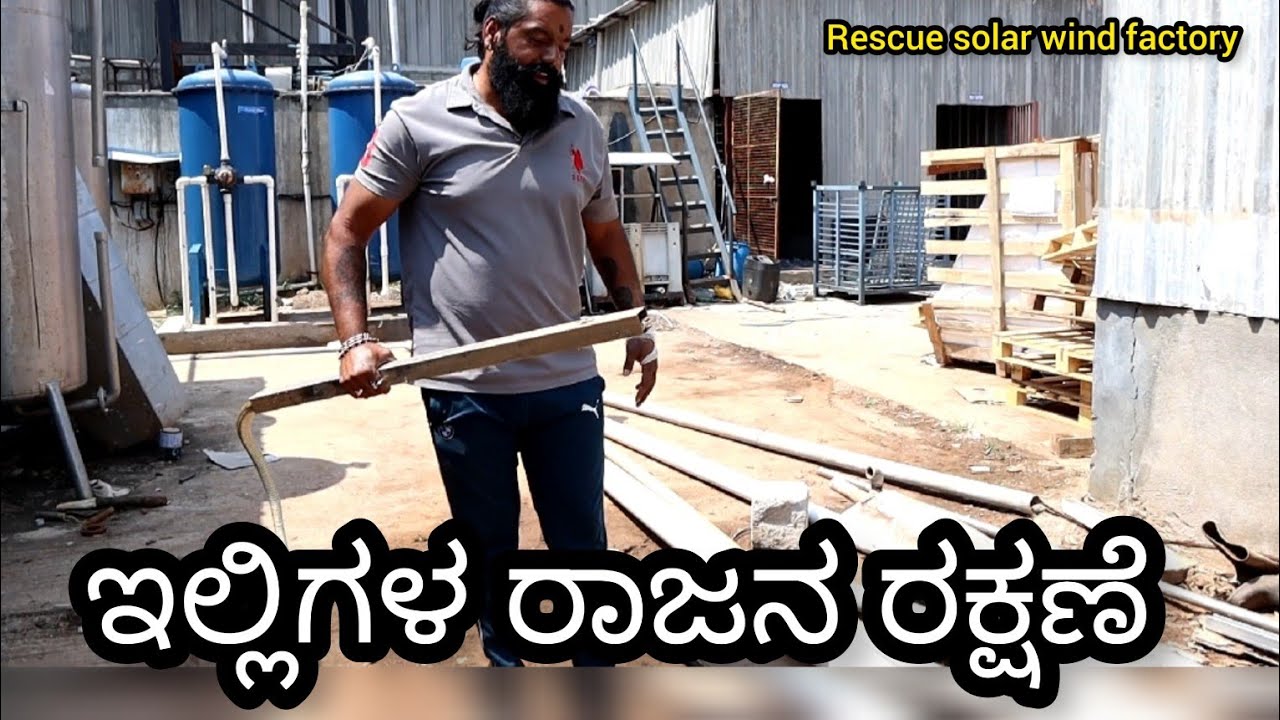 Indian rat snake* was rescued at Channapatna Chakkere Solawine Factory ...