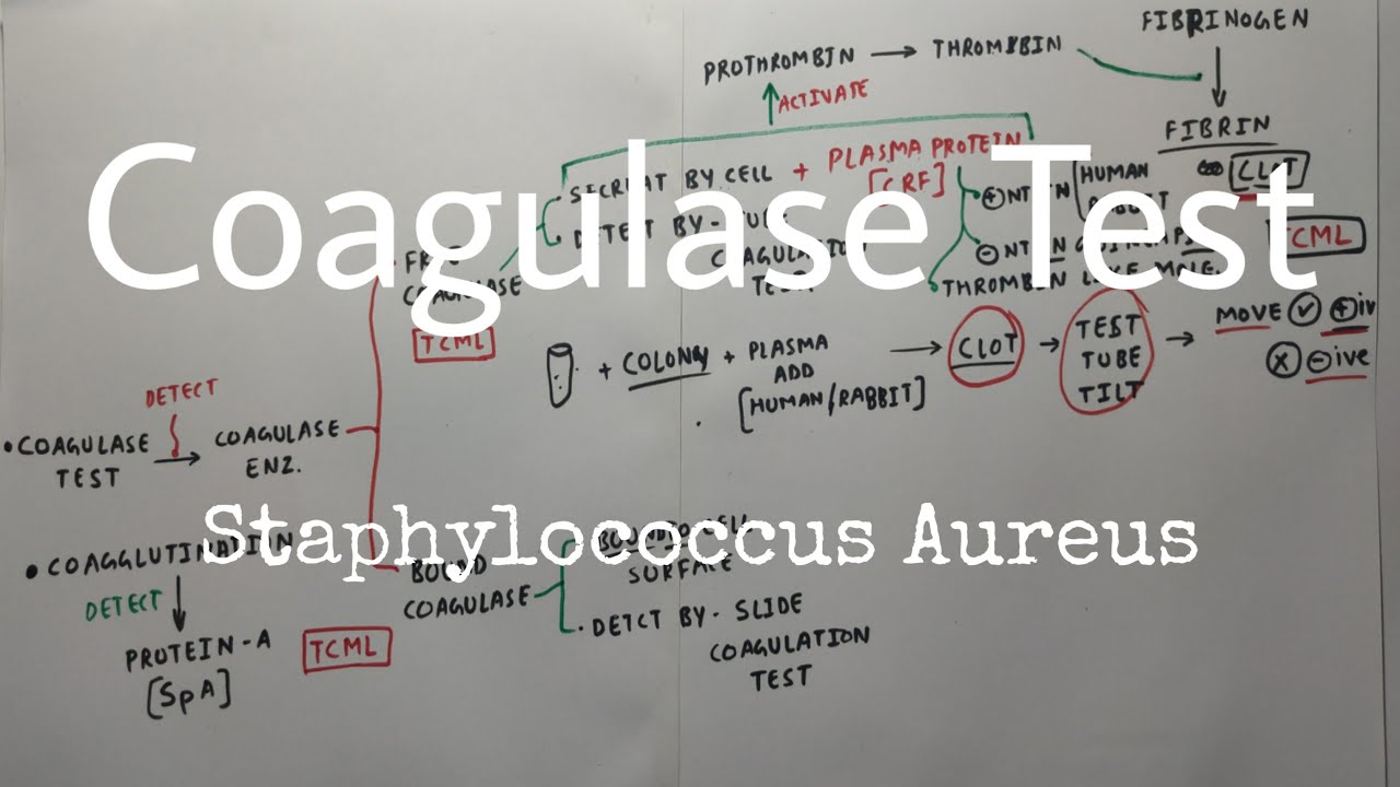 Coagulase Test - 1, Staphylococcus Aureus - YouTube