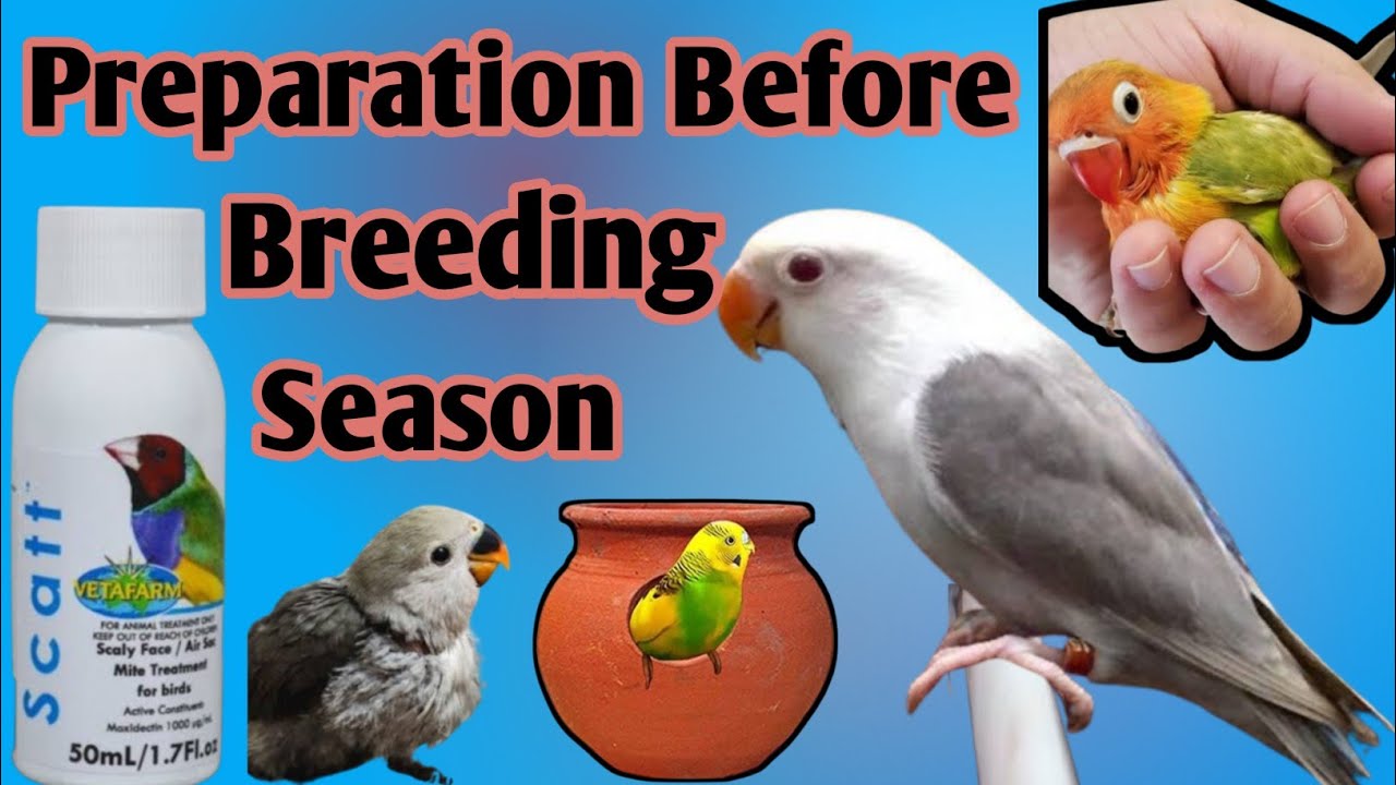 Preparation before the breeding season | Breeding season tips # ...
