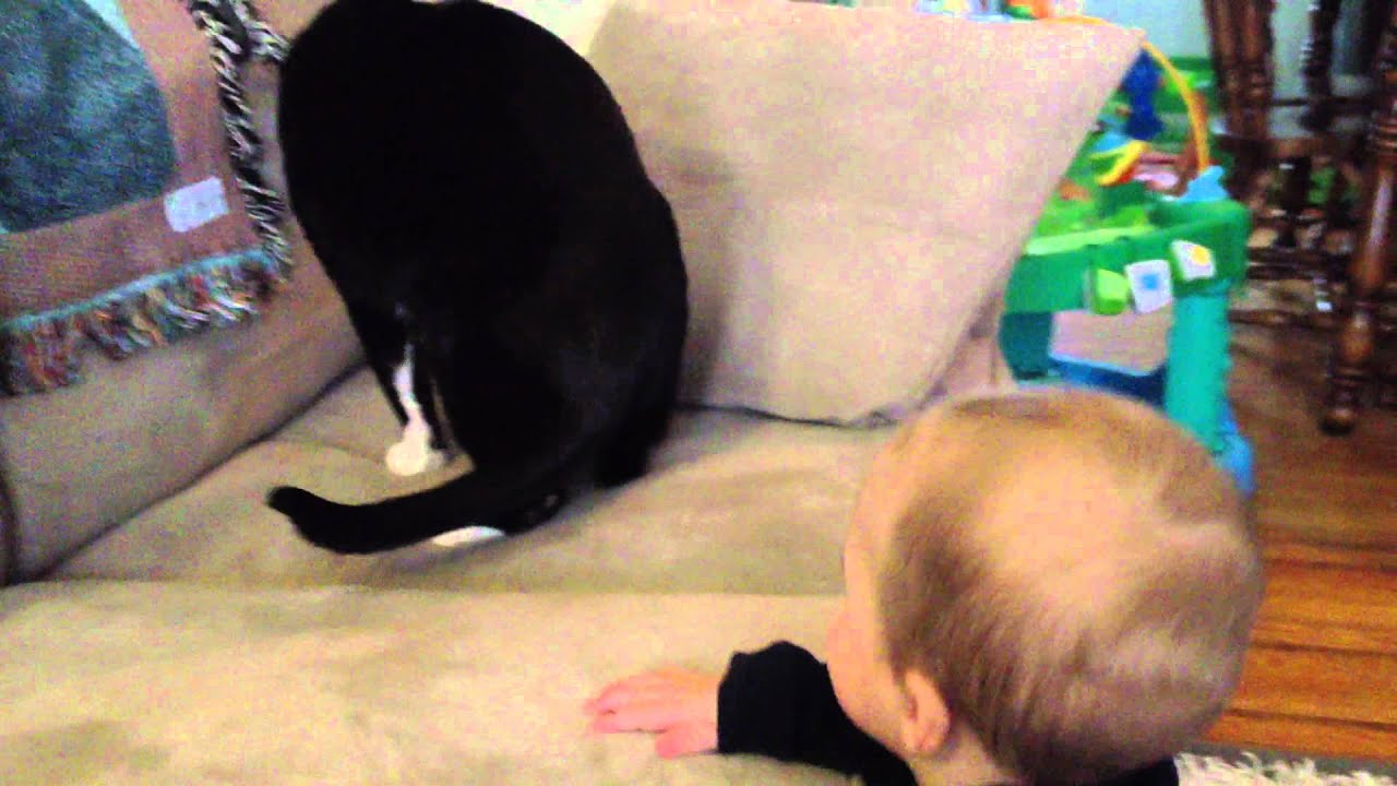 Here Kitty Kitty - YouTube