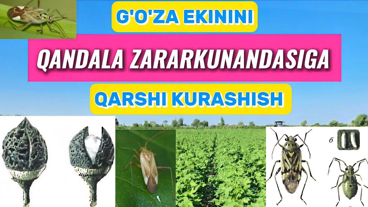 G‘O‘ZA (PAXTA)NI QANDALA ZARARKUNANDASIGA QARSHI KURASHISH. - YouTube