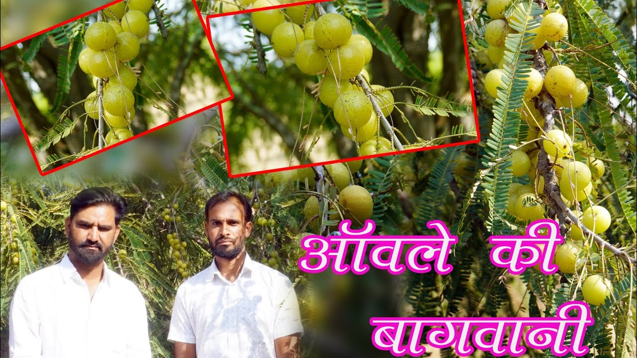 आंवले की खेती कैसे करें ||आंवले की खेती की पूरी जानकारी||amla farming ...