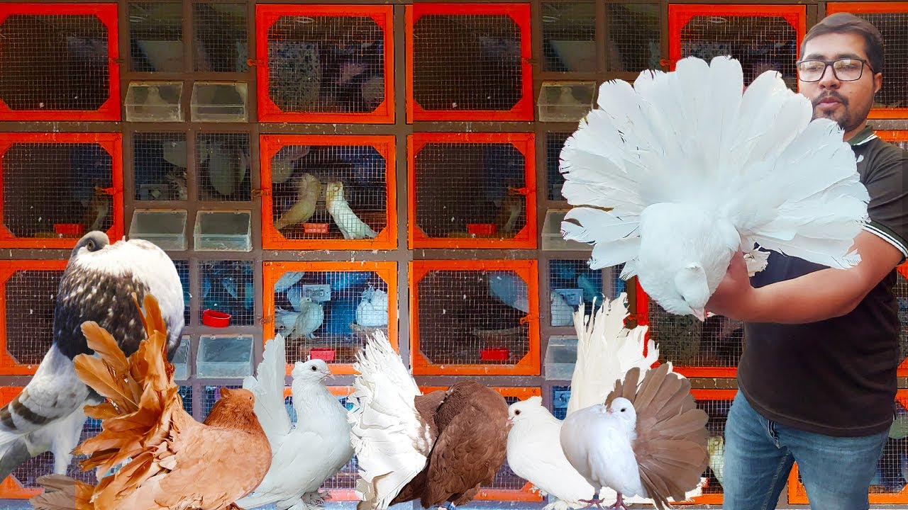 Most Beautiful Fancy Pigeon Setup | Fancy Kabootar Farming | Pigeon ...