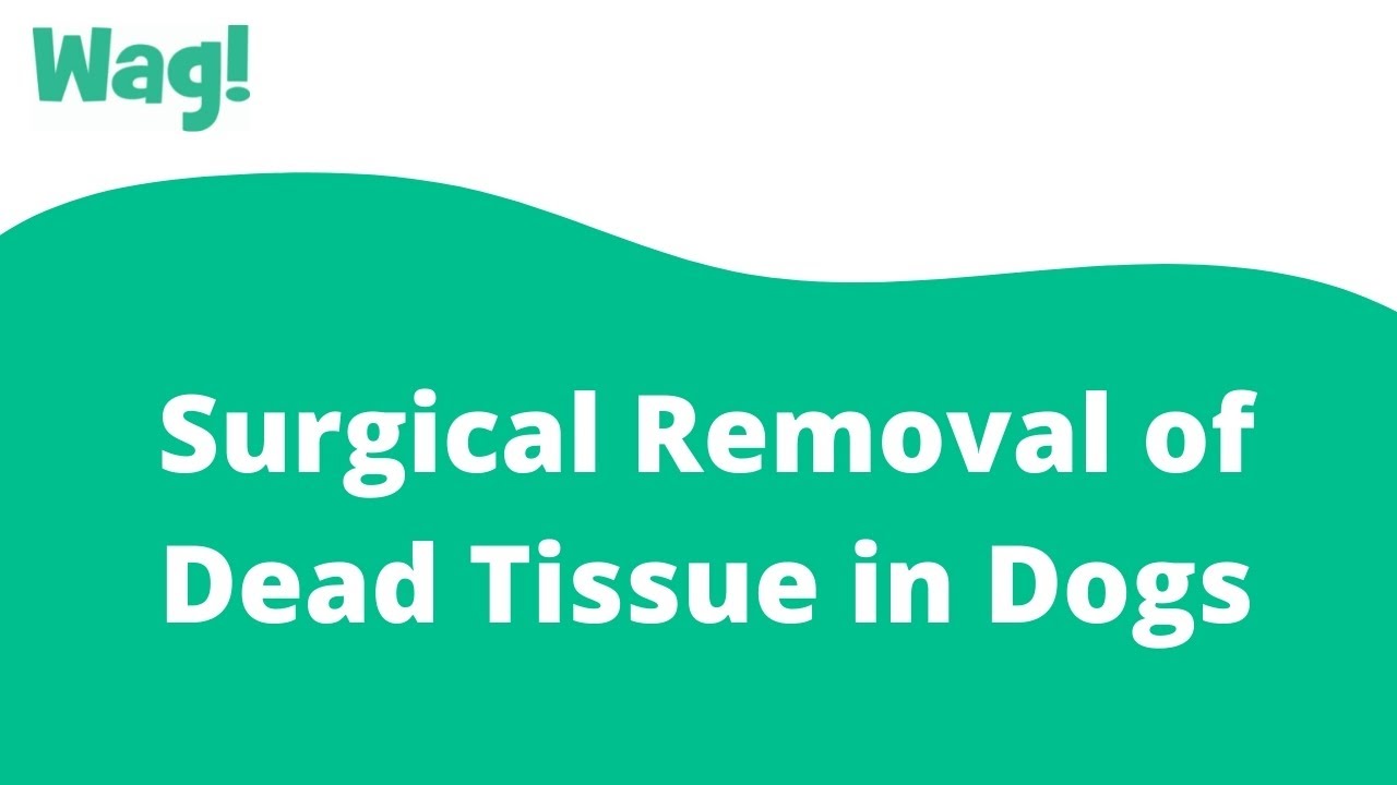 Surgical Removal of Dead Tissue in Dogs | Wag! - YouTube