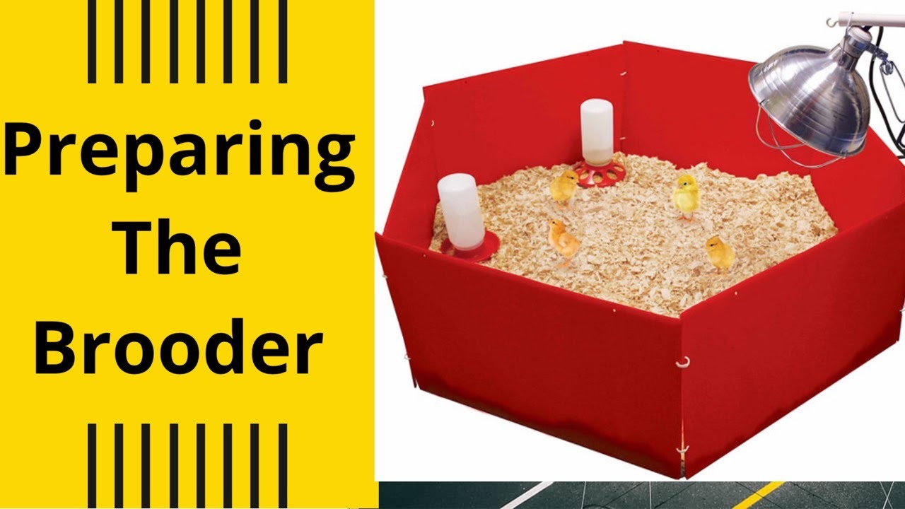 Brooding healthy chicks and avoiding mortality: Preparing brooder - YouTube