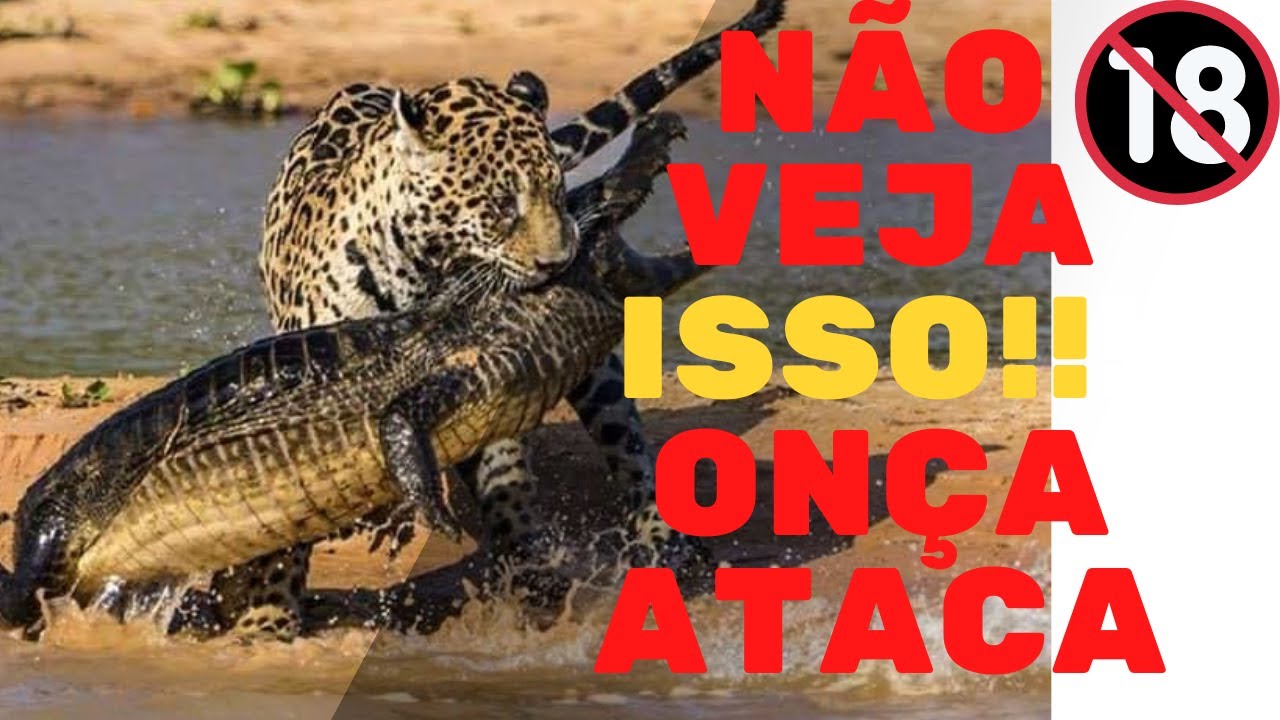 ONÇAS ATACANDO O PESCOÇO DE JAVALIS - VIDA SELVAGEM!! - YouTube