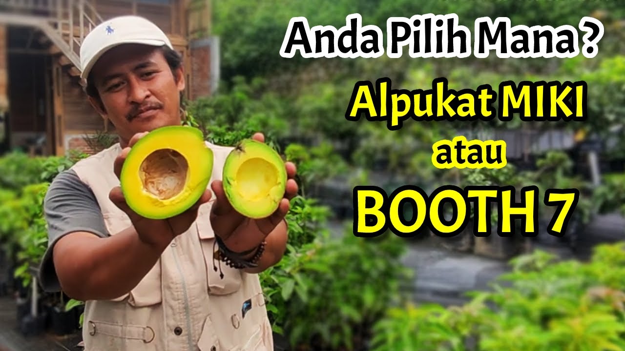 Alpukat Miki VS Alpukat Booth 7 | Alpukat Unggul Buah Bulat - YouTube