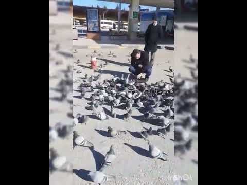 #sev kardeşim hayvanları da sev