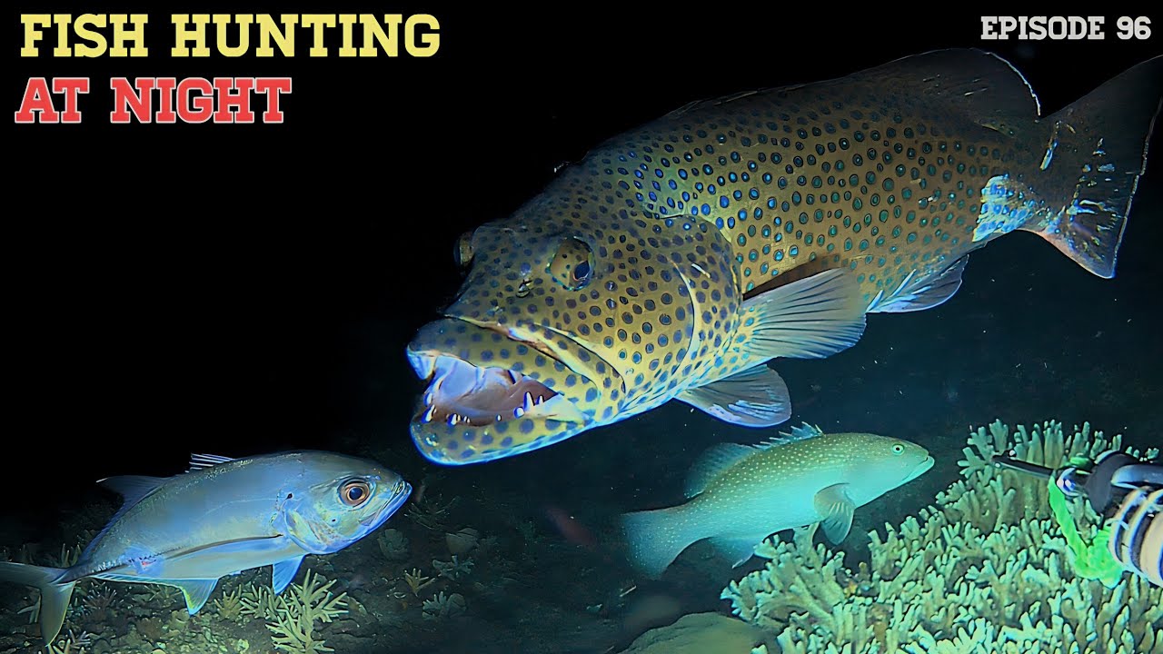 NIGHT SPEARFISHING EPISODE 96 | FISH HUNTING AT NIGHT - YouTube