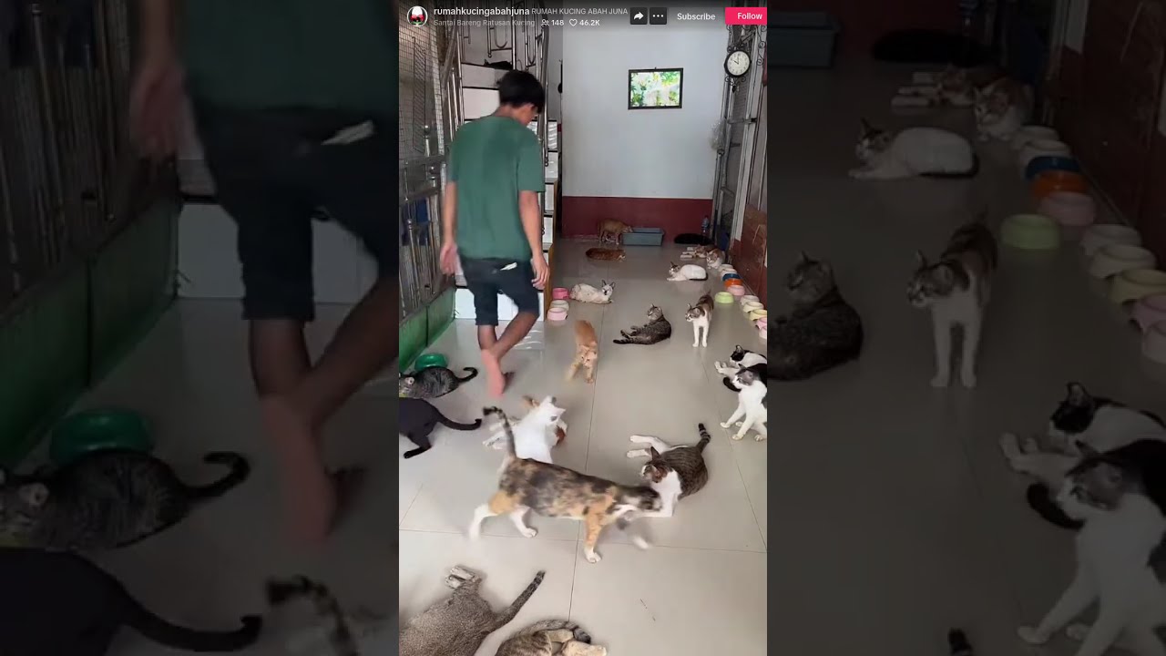 cat lovers - YouTube