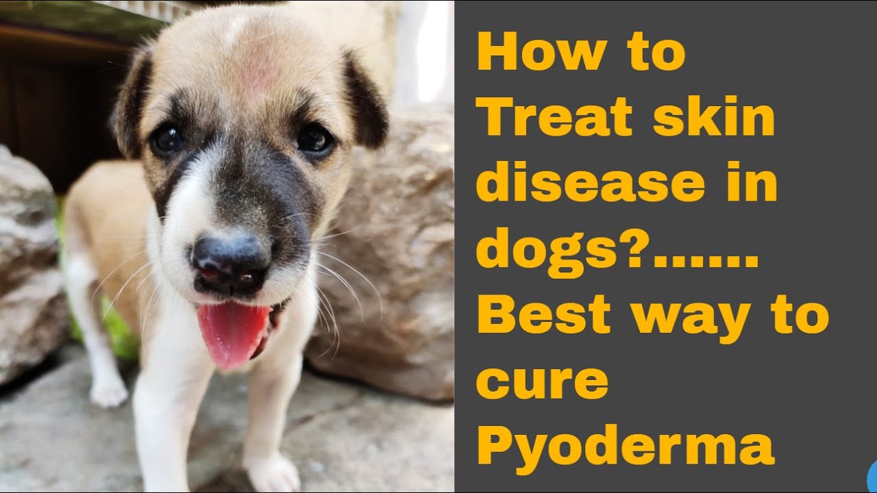 How to treat skin disease in dogs and puppies | My experience in ...