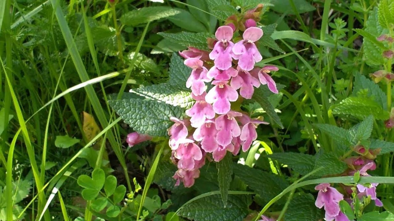 Bocca di Lupo - Erba Limona (Melittis Melissophyllum) medicinal plant ...