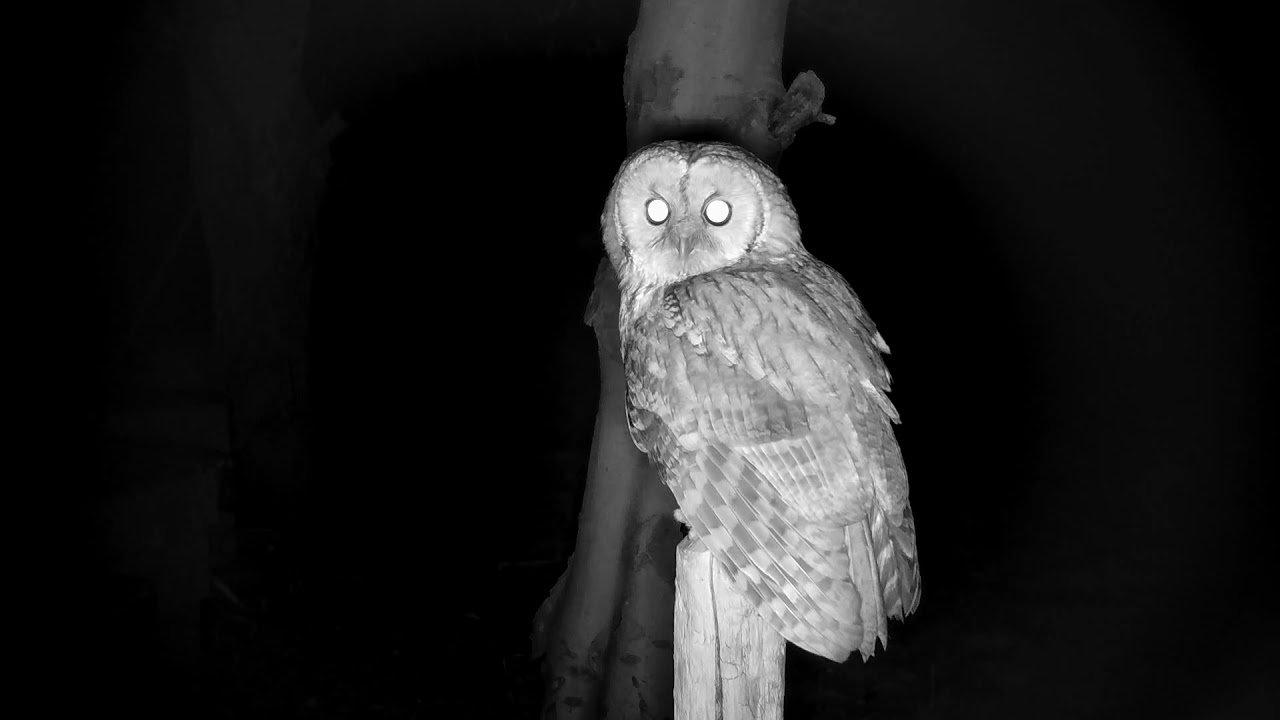 Tawny - piercing shriek - YouTube