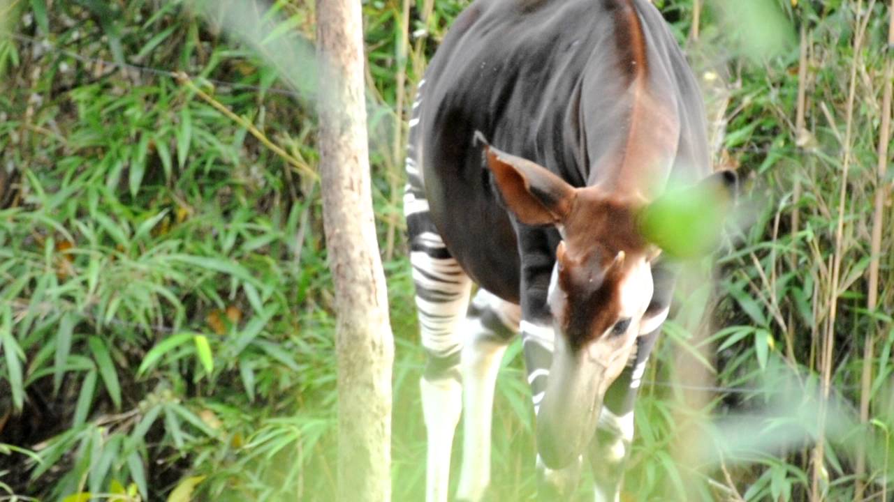 Okapi's amusing way of eating - YouTube