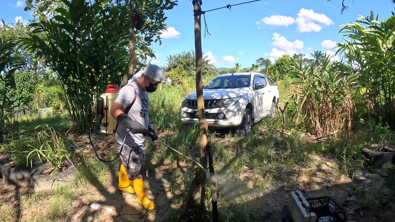 Unboxing Pump Racun Tangan Dan Meracun Rumput Kawasan Sekeliling. - YouTube