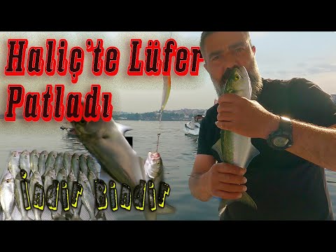 Haliç'te Lüfer Patladı - İndir Bindir Lüfer Avı!!!