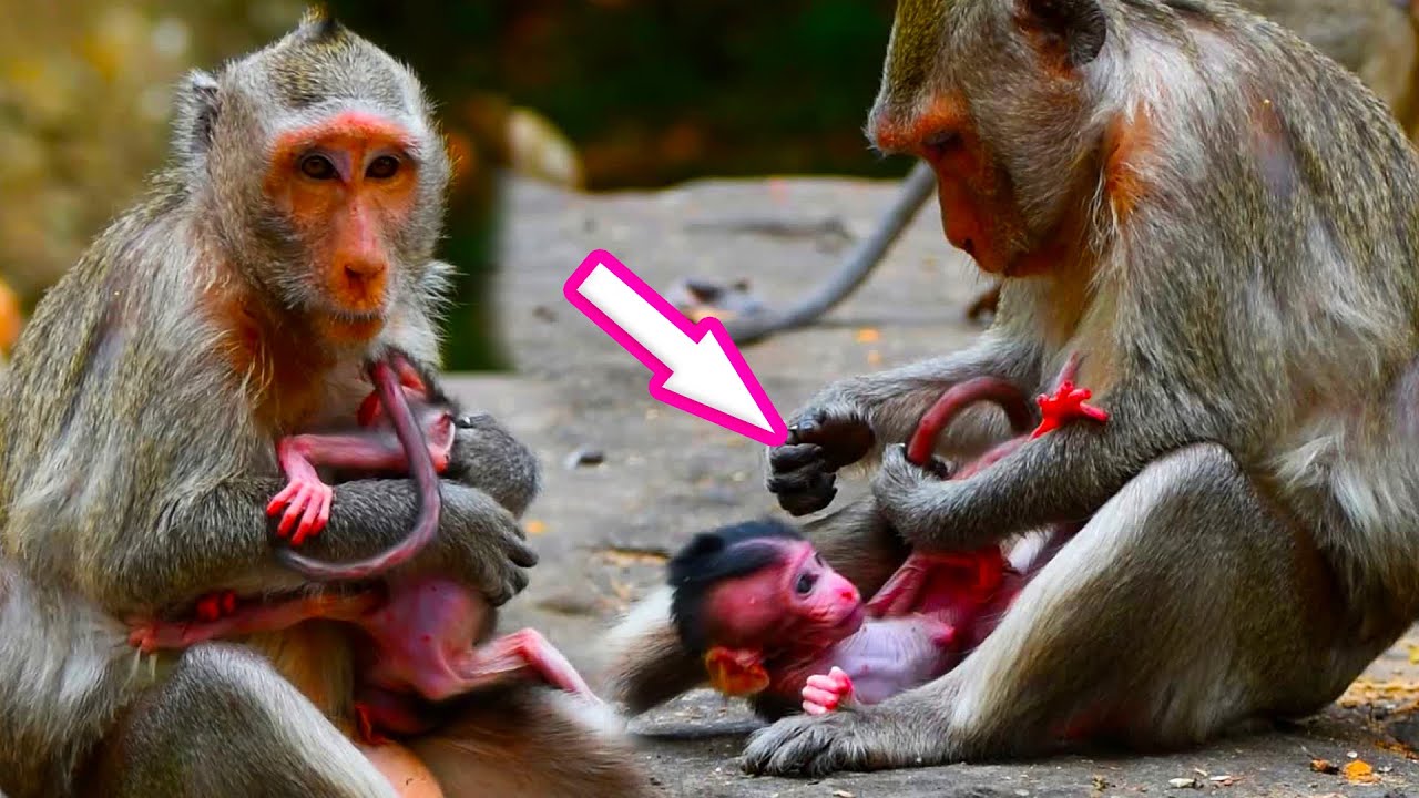 Cute a movement of momma trying to check body her newly baby monkey ...
