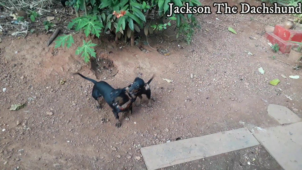 Dog and Puppy playing. Who is strongest?🤔 Dog Vs Puppy. - YouTube